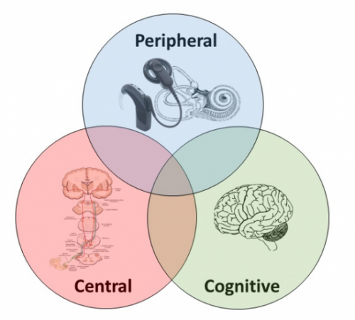 Peripheral And Central Contributions To Auditory Temporal Processing Deficits And Speech